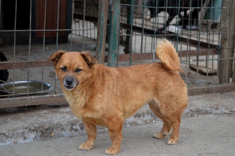 Aska – Dog Rescue Shelter