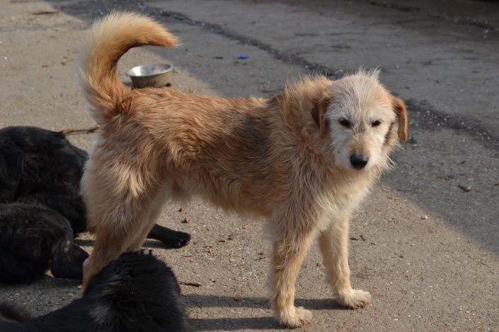 Aska – Dog Rescue Shelter