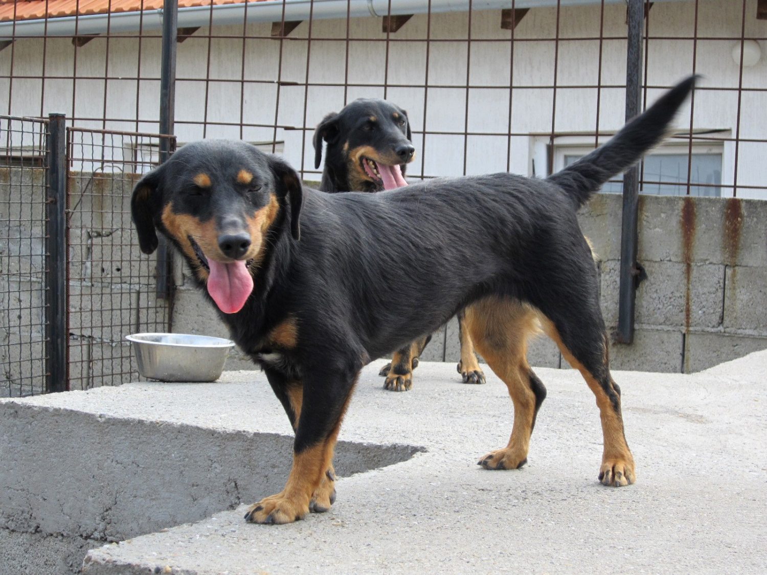 Aska – Dog Rescue Shelter