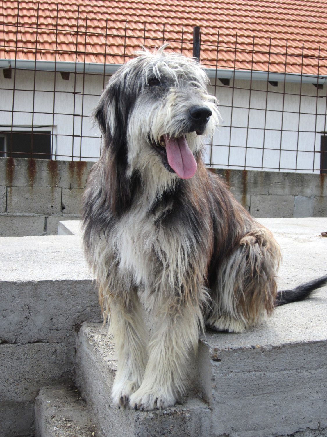Aska – Dog Rescue Shelter