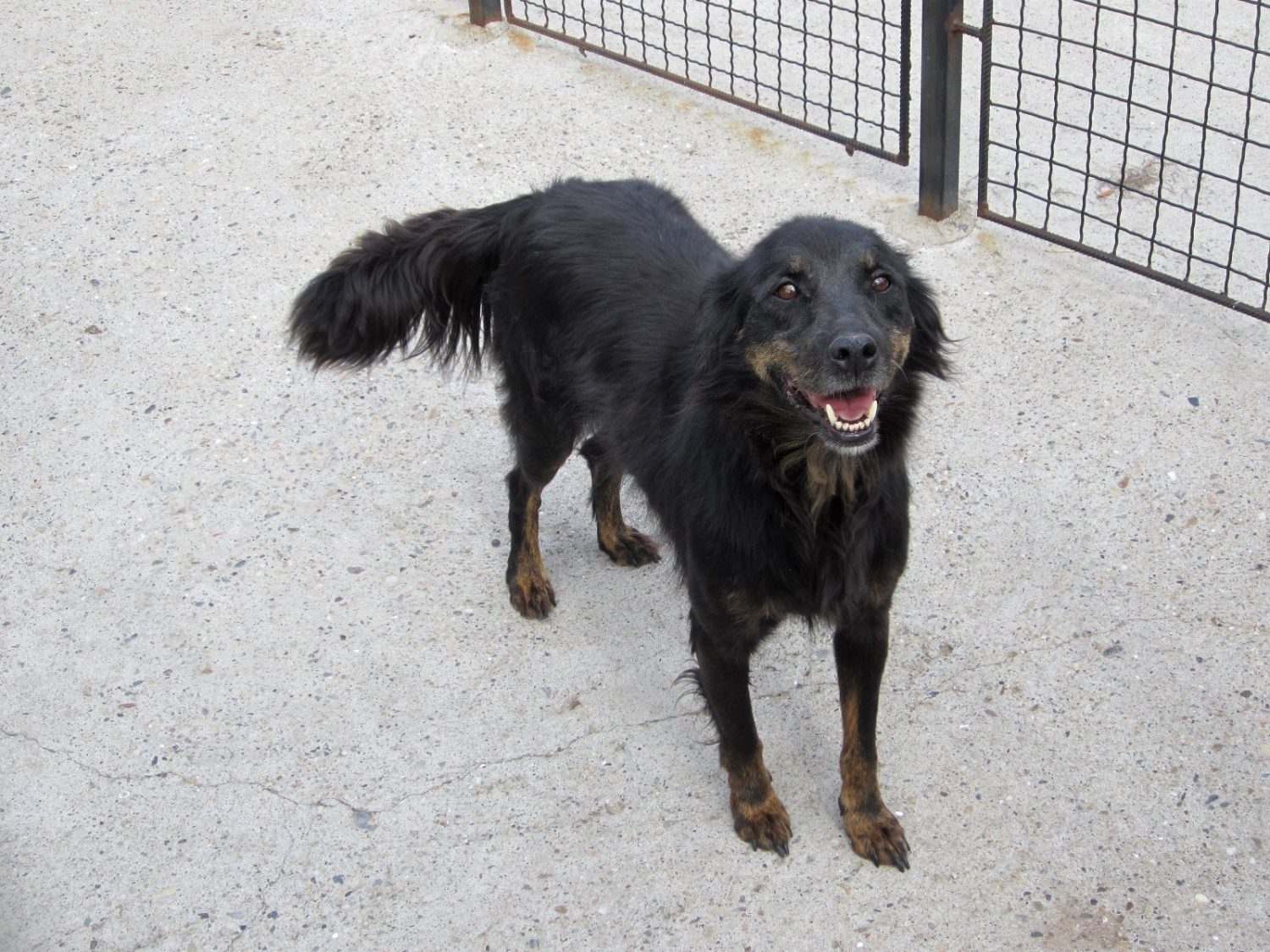 Aska – Dog Rescue Shelter