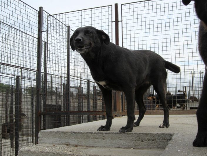 Aska – Dog Rescue Shelter