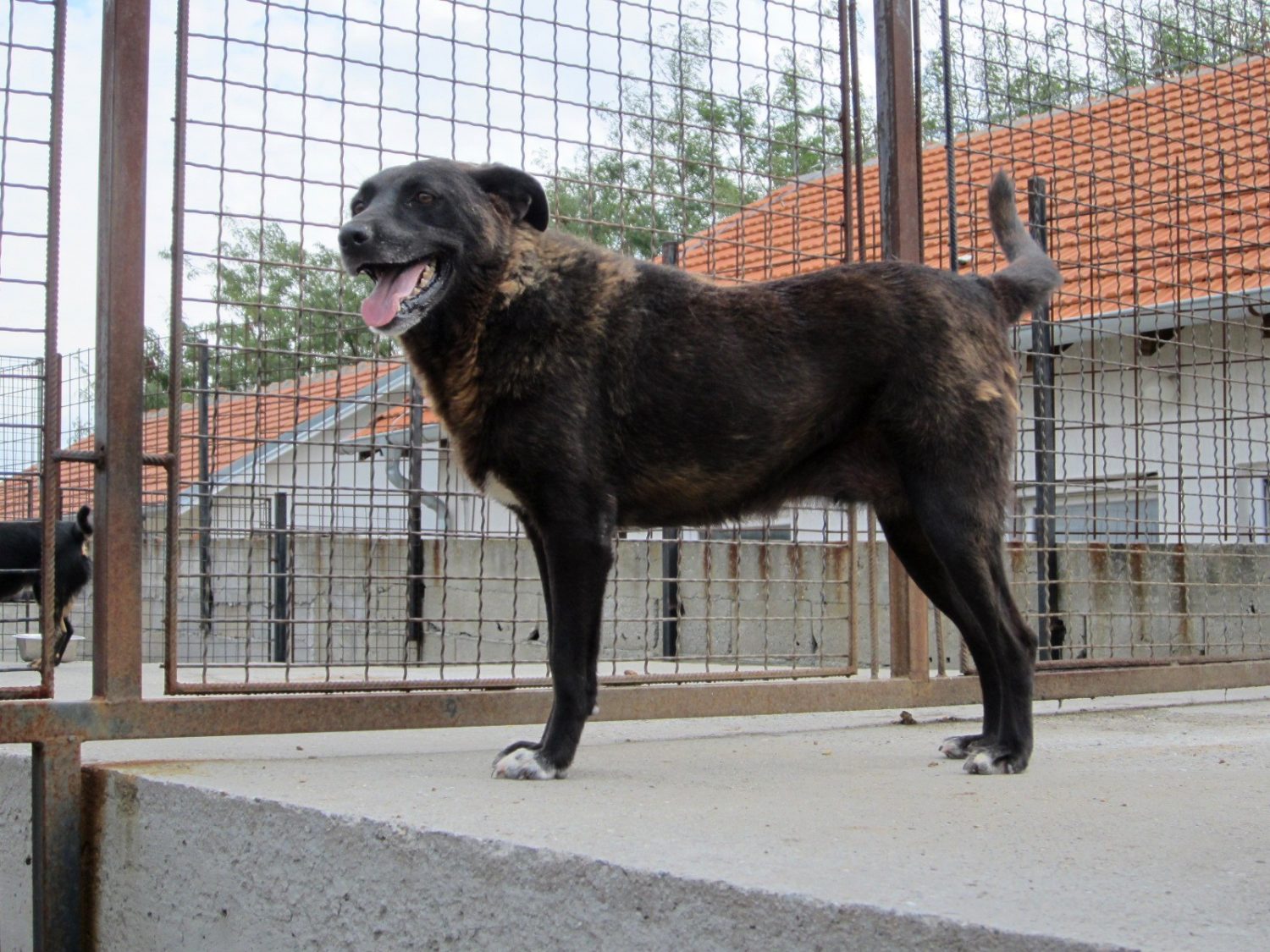 Dijana – Dog Rescue Shelter